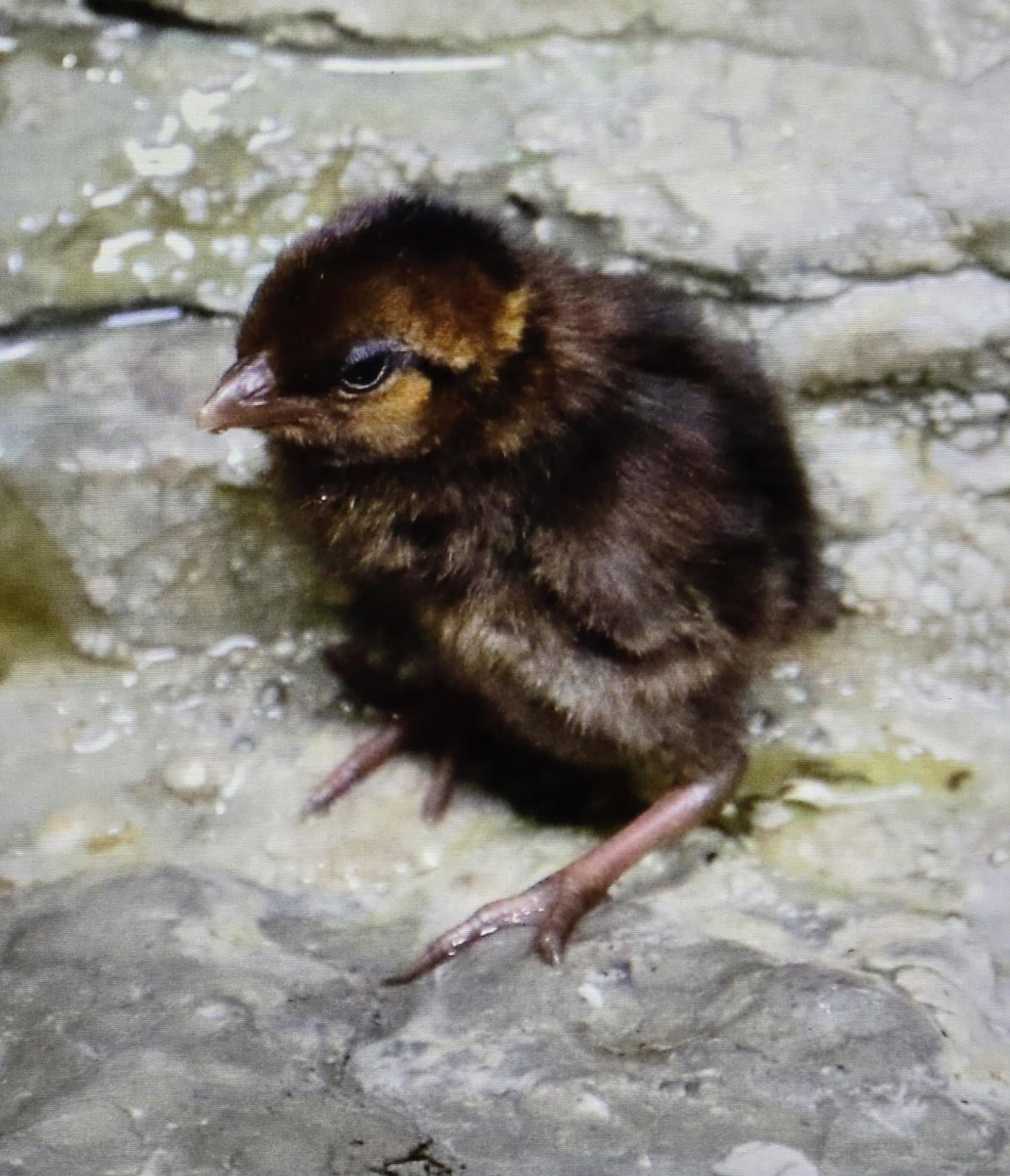 Zoo Augsburg aktuell | Ein erfolgreiches Jahr im Tierpark - Neue Tiere ...